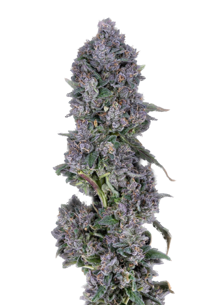 Compound Z - World Wide Weed Pattaya Thailand