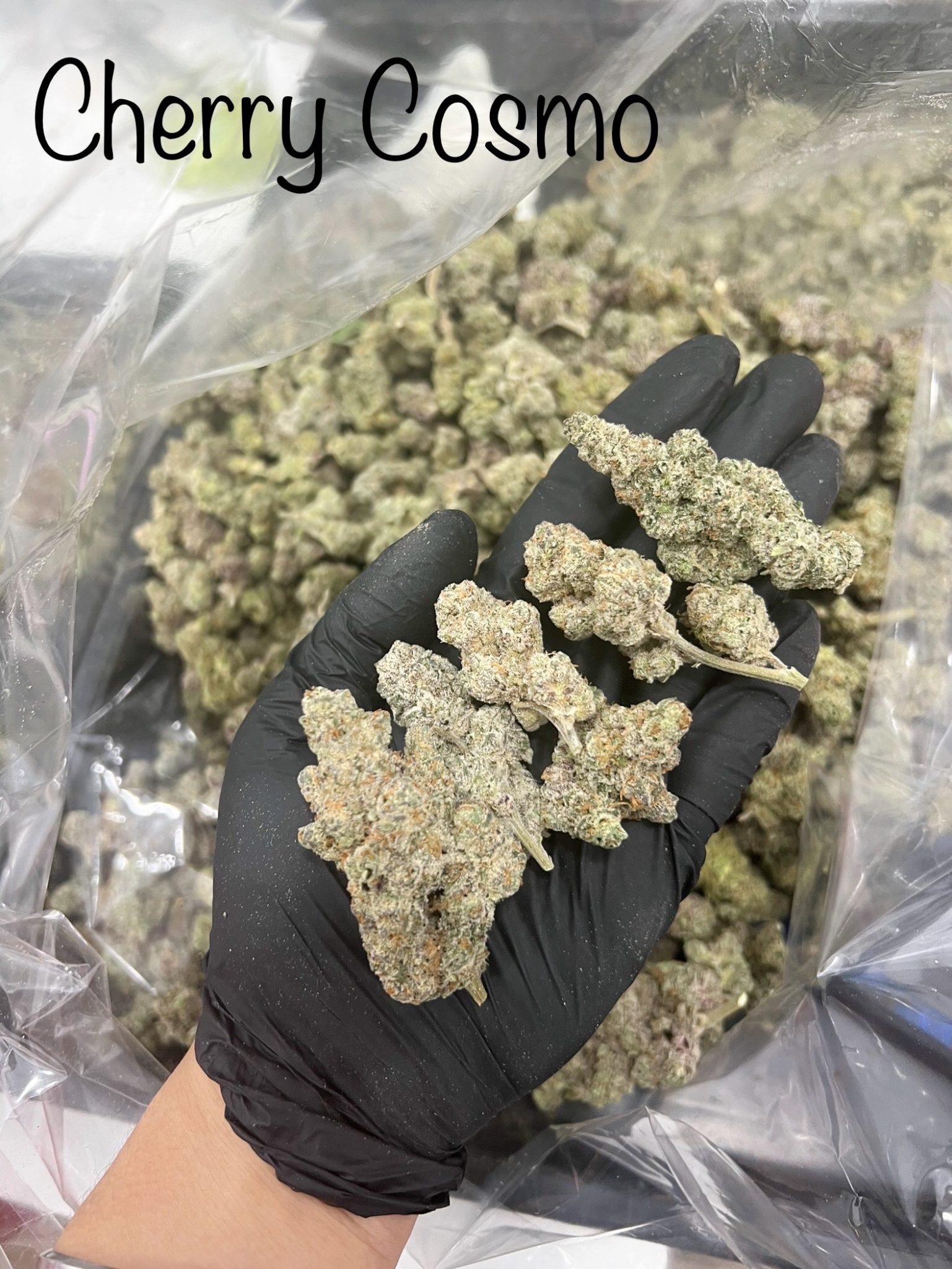 Cherry Cosmo - World Wide Weed Thailand